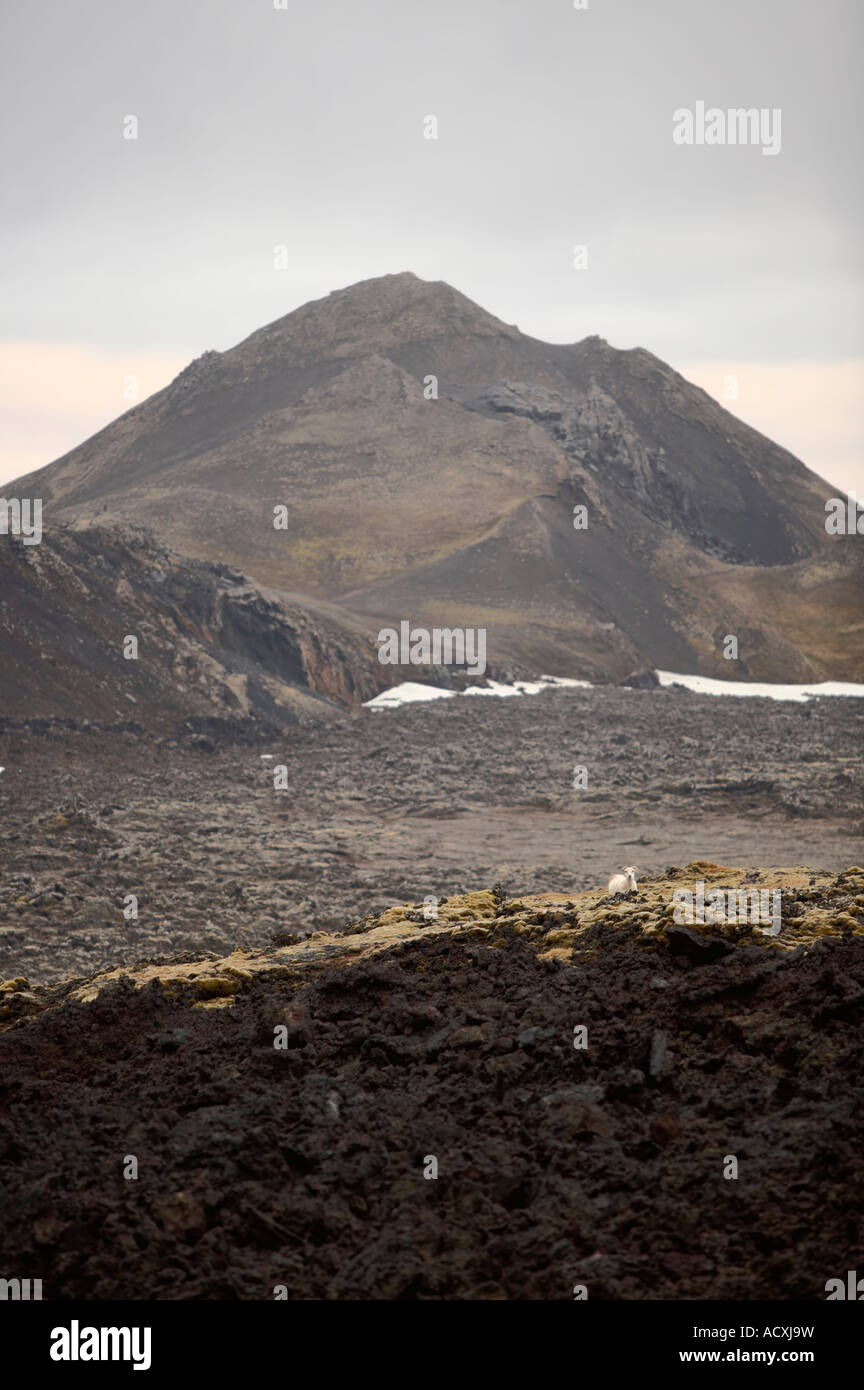 Sheep on the lava field at Hverarönd - Namafjall Hverir geothermal area ...
