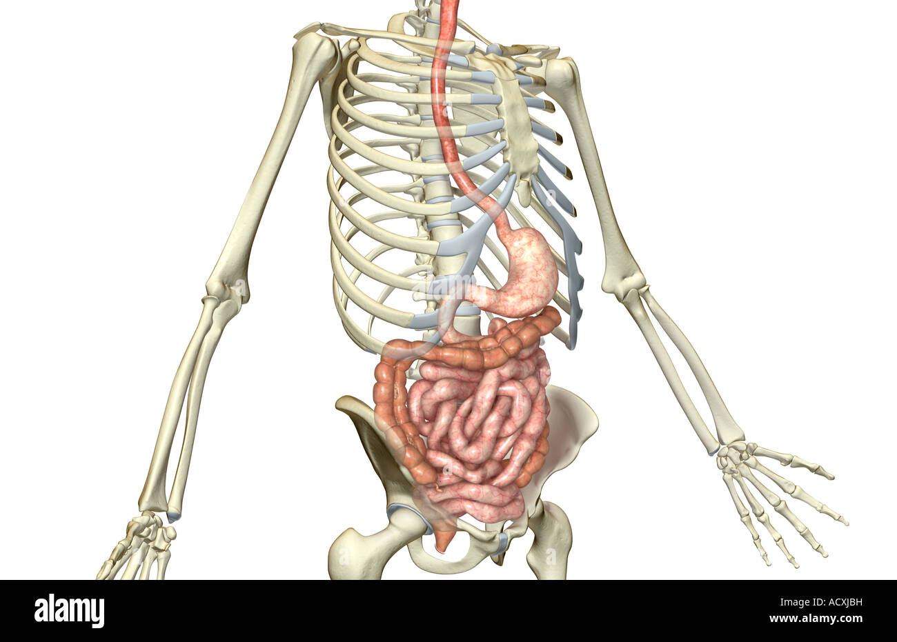 Side view the small intestine and the large intestine hi-res stock ...