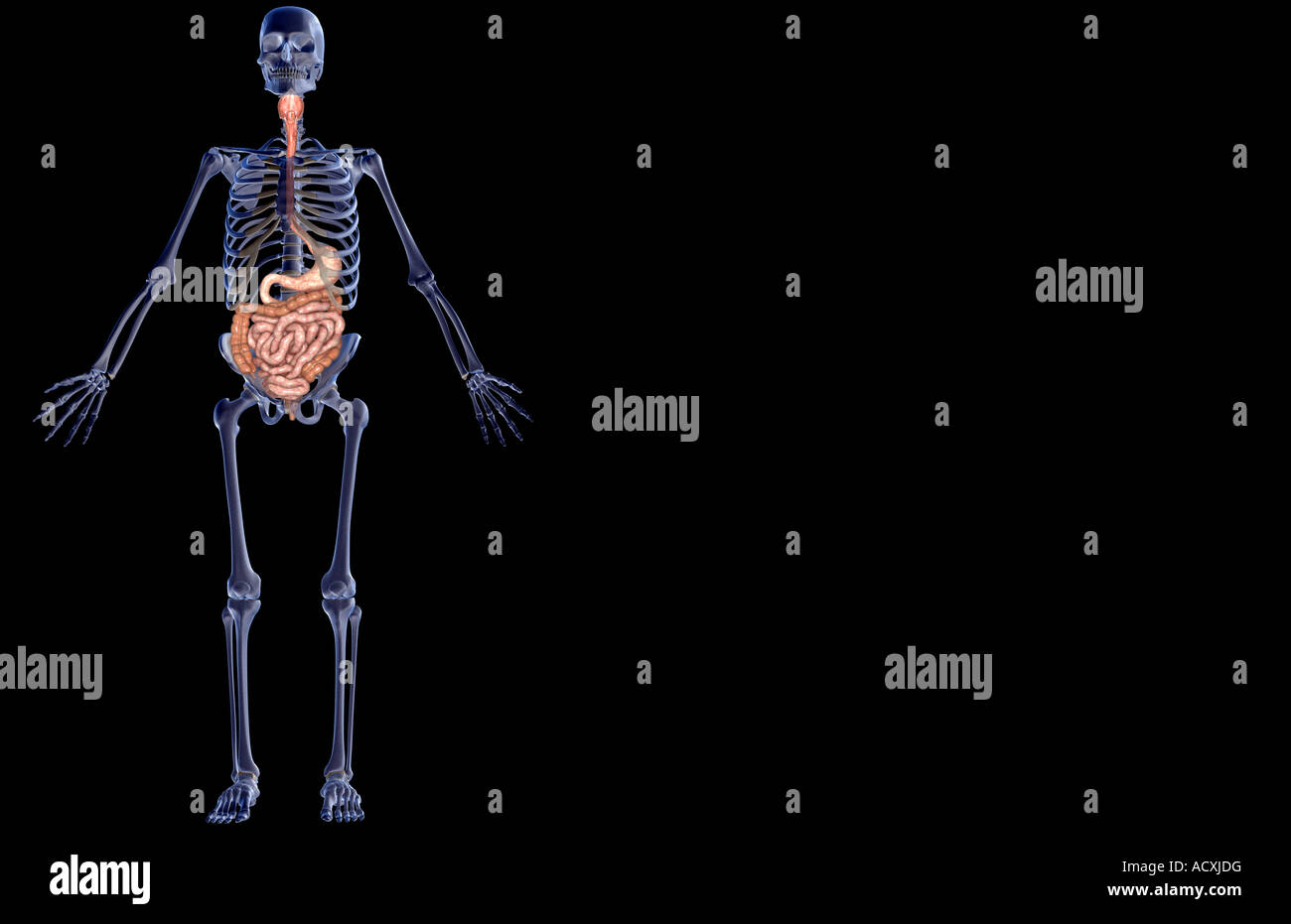 Digestive System Black Stock Photos & Digestive System Black Stock ...