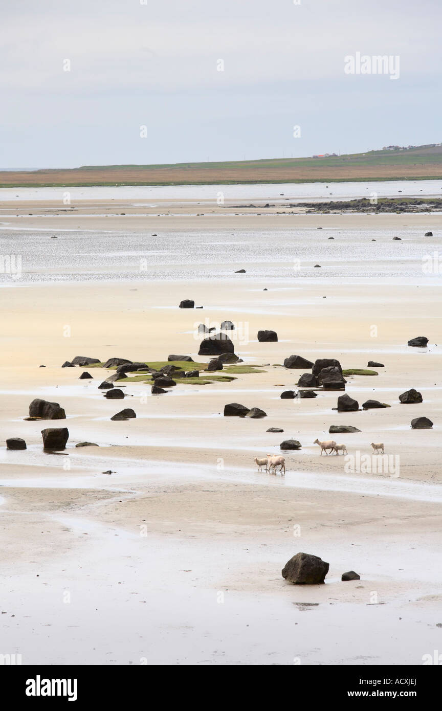 Sheep walking on the beach during the low tide, BarÐaströnd ...