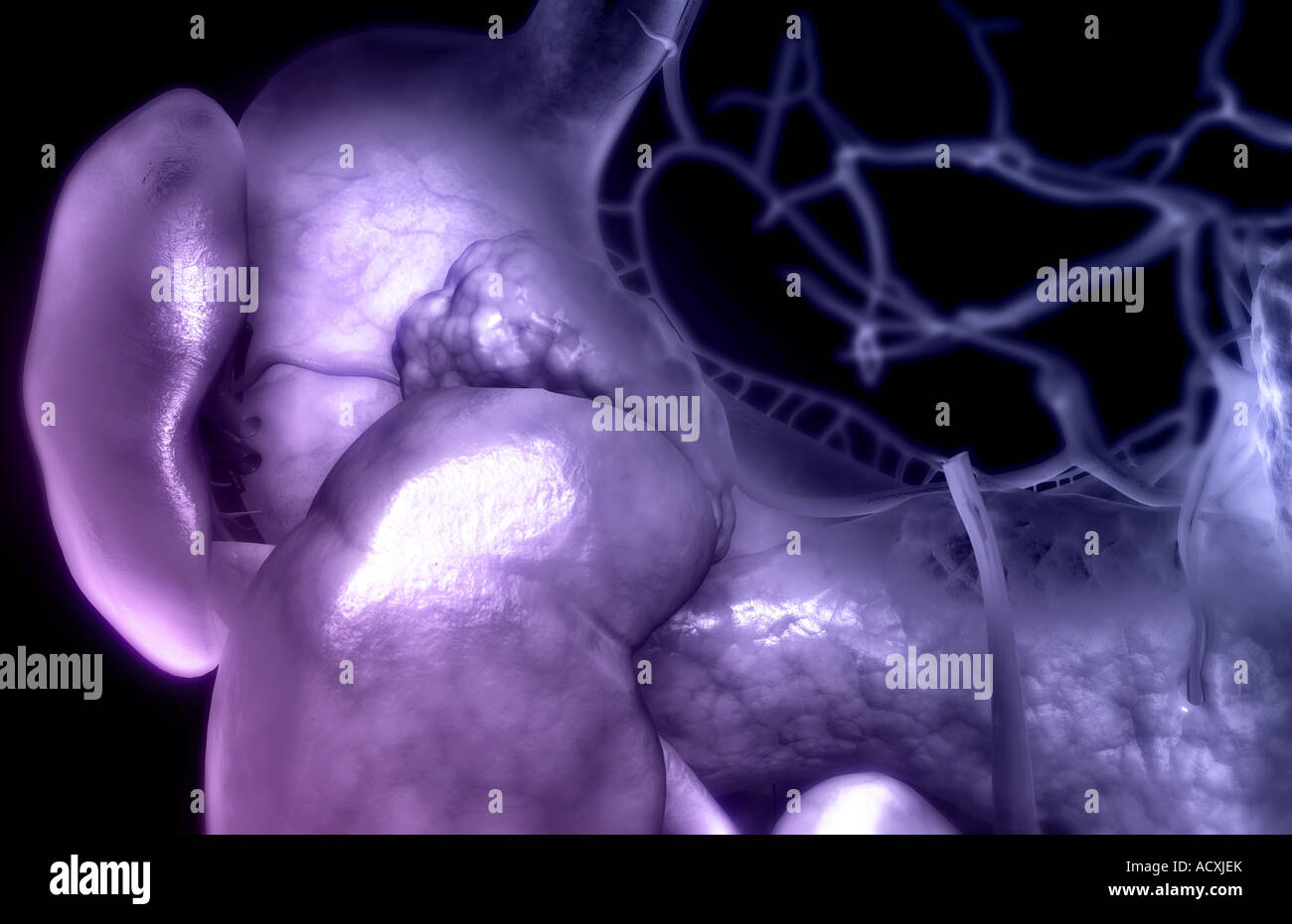 Human digestive back view hi-res stock photography and images - Alamy