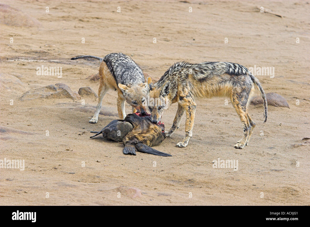 Black-backed Jackal Stock Photo - Alamy