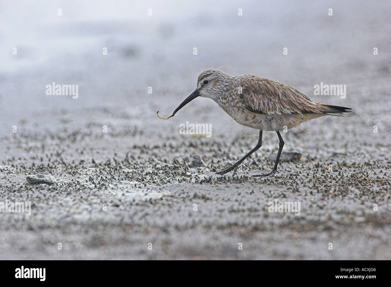 Curlew sandpiper africa hi-res stock photography and images - Alamy