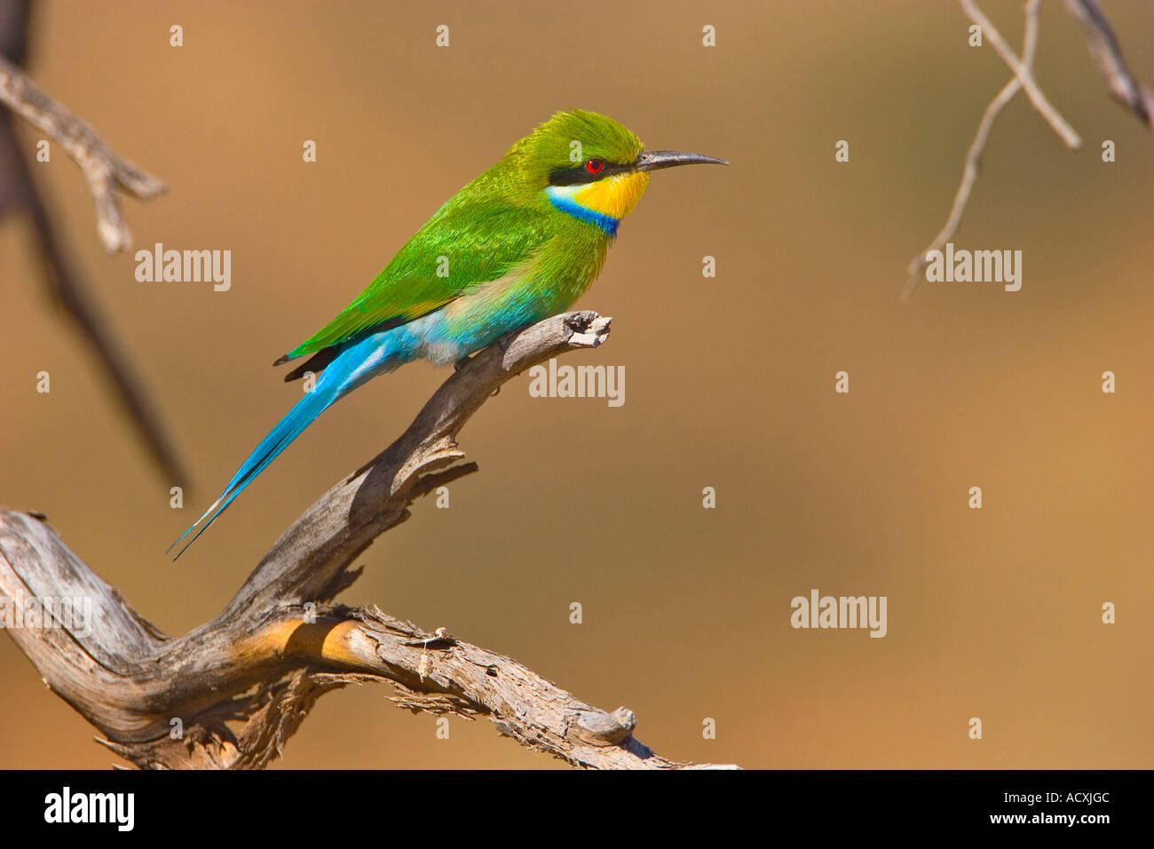 Swallow-tailed Bee-eater Stock Photo - Alamy