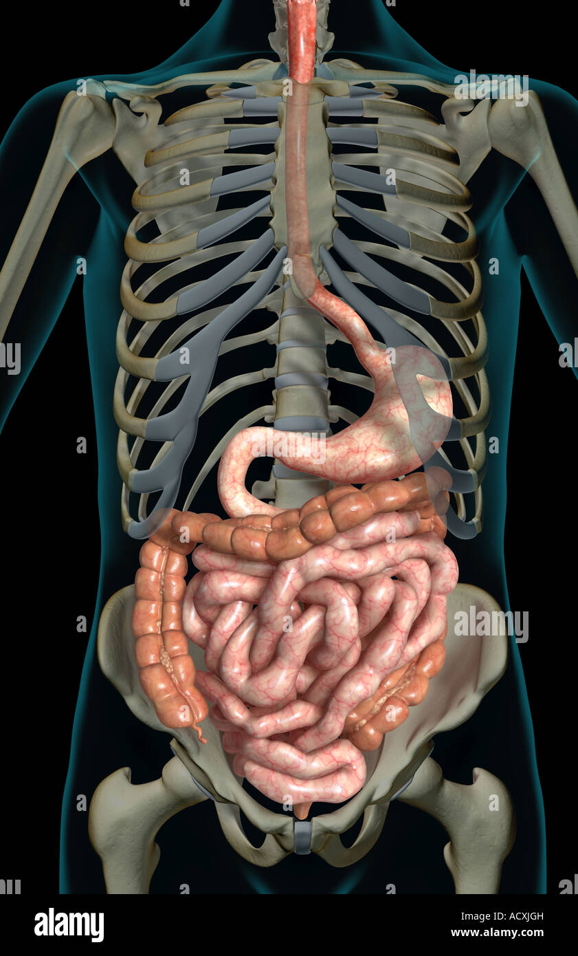 Real Human Digestive System