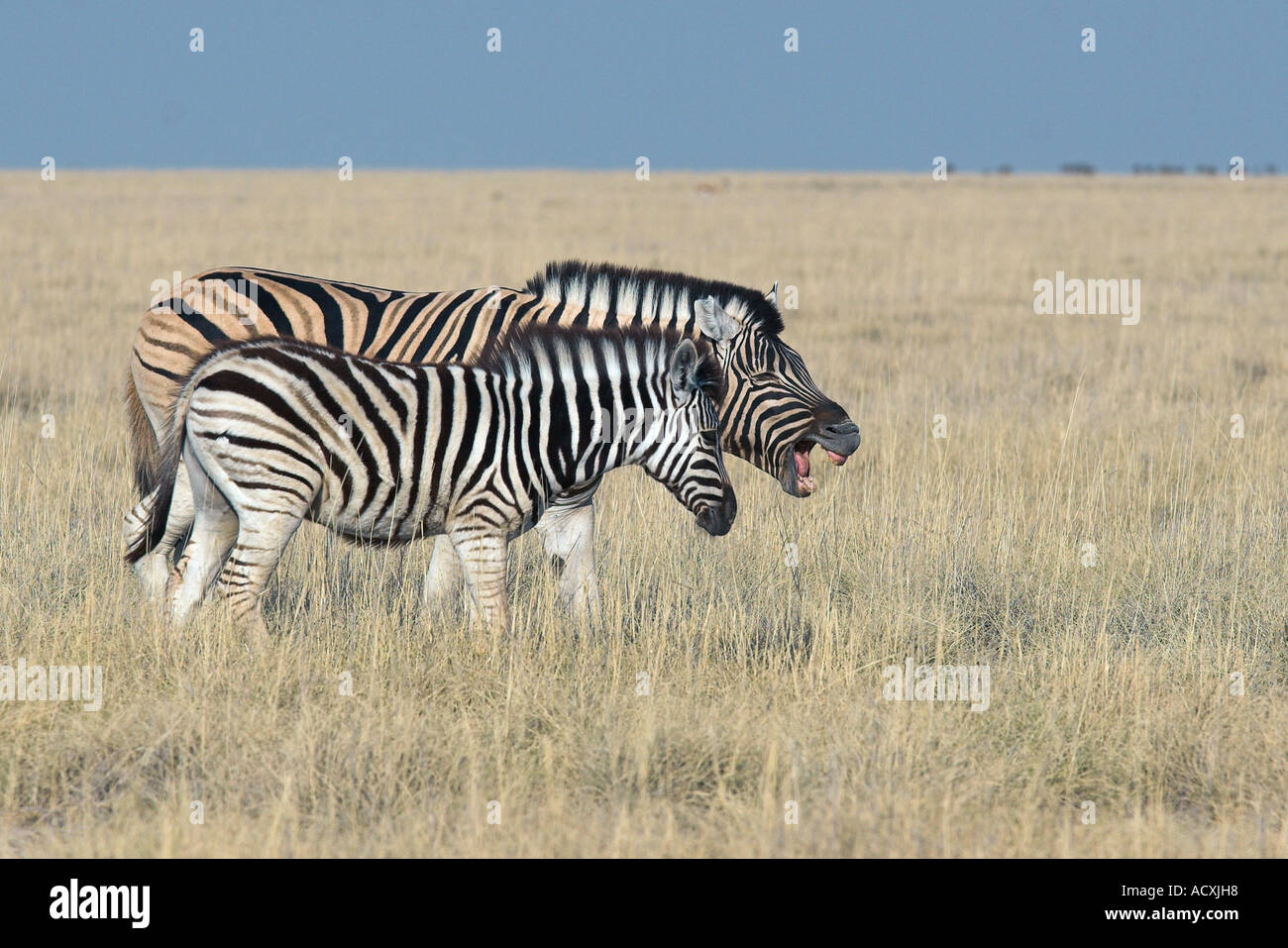 Zebra neighing hi-res stock photography and images - Alamy
