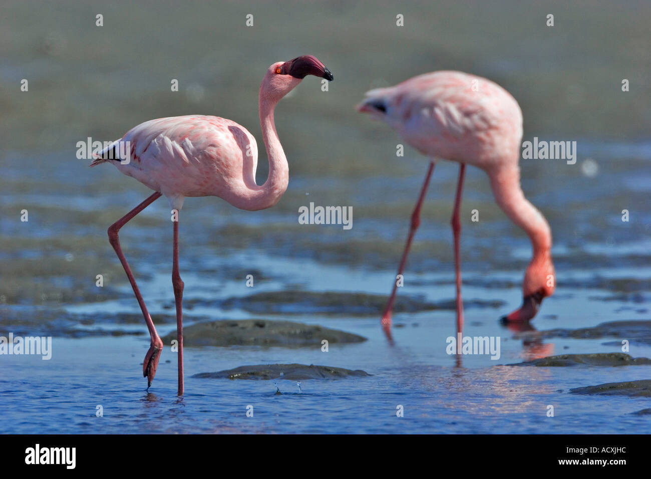 Lesser Flamingo Stock Photo - Alamy
