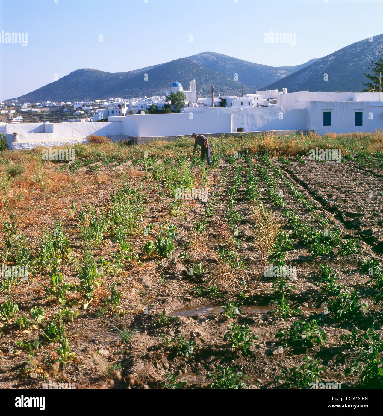 Greek farm greece crops growing hi-res stock photography and images - Alamy