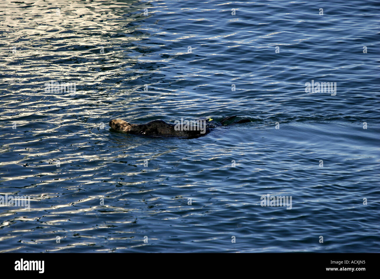Sea Otter swimming in Monterey Bay Stock Photo - Alamy