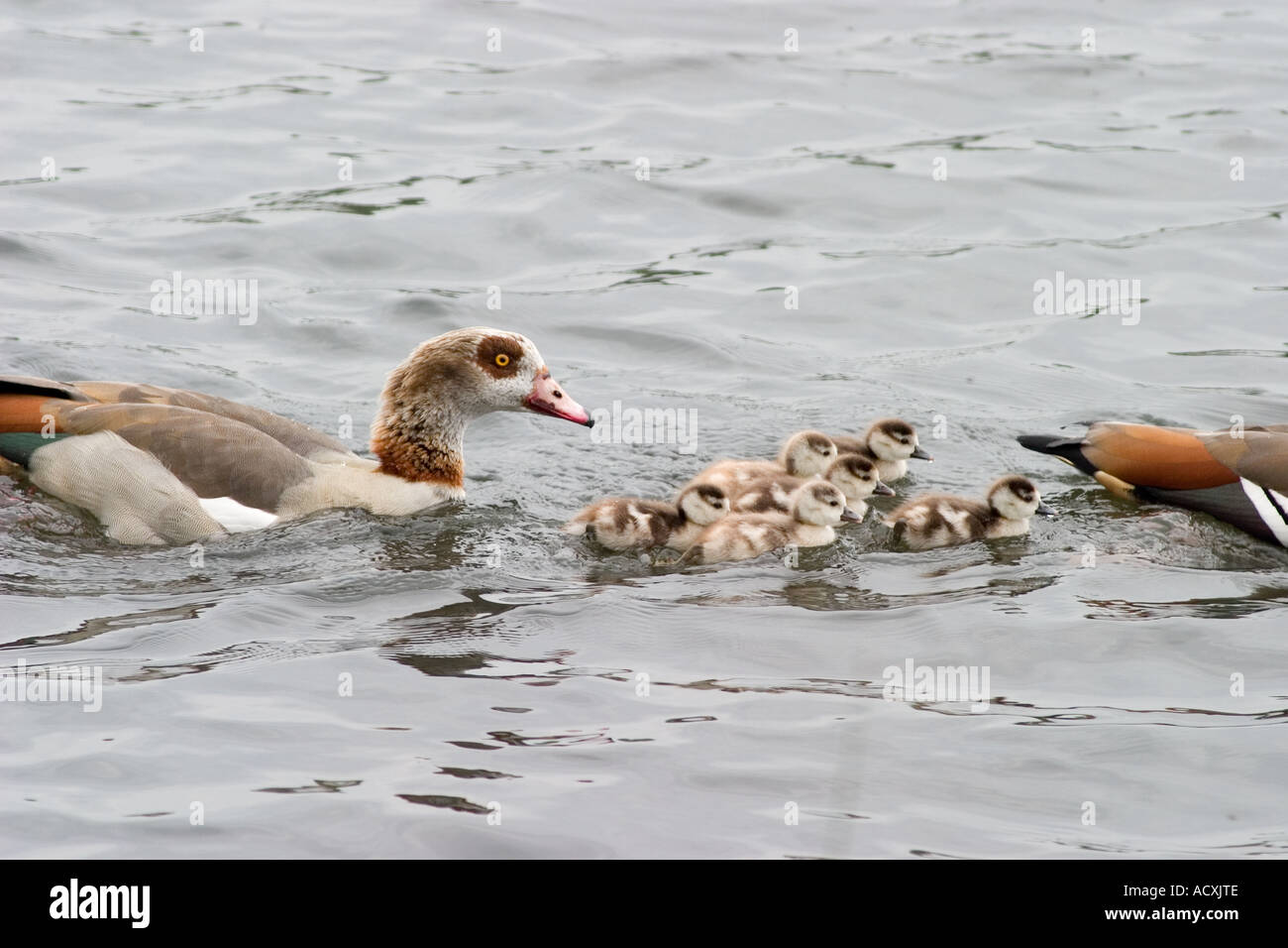 Male and female egyptian geese try to protect goslings during lethal ...