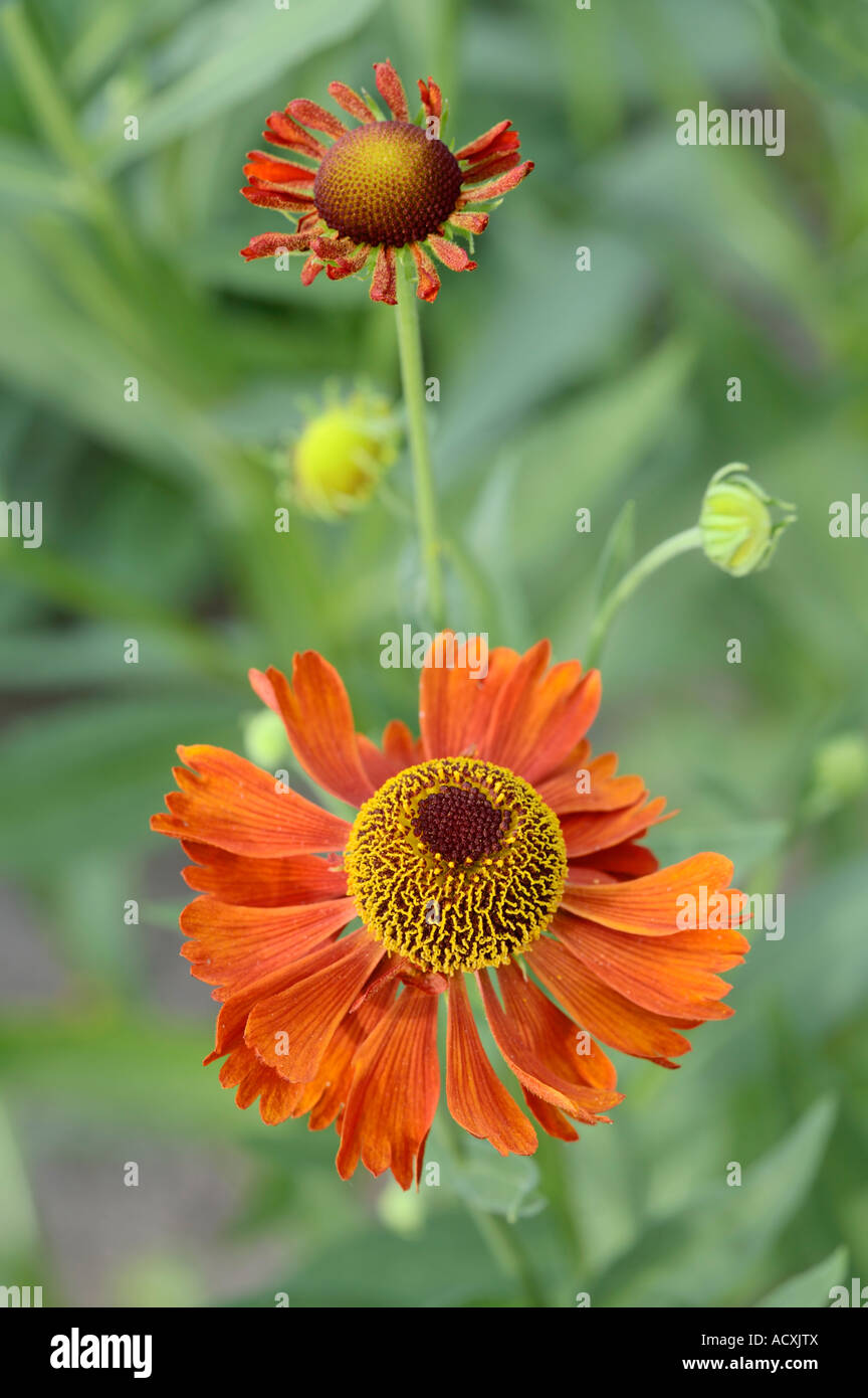 Helenium autumnale common sneezeweed hi-res stock photography and ...