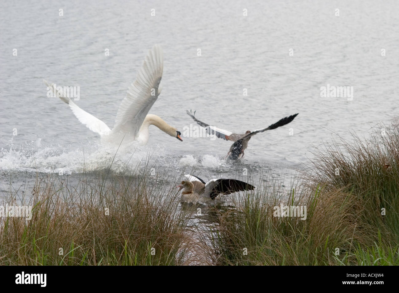 Male swan chases Egyptian goose family in Richmond Park during lethal ...