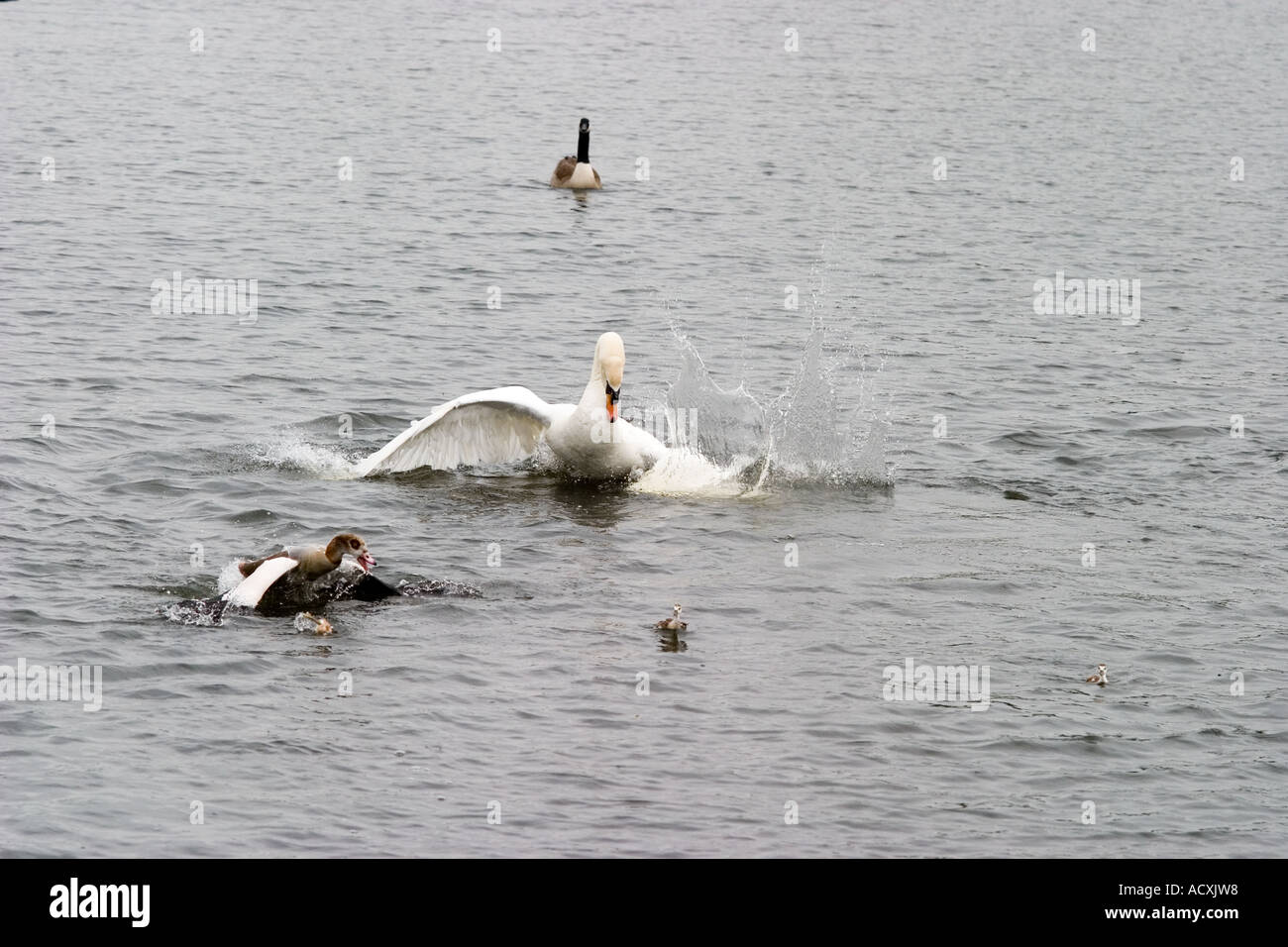 Swan goose with goslings hi-res stock photography and images - Alamy