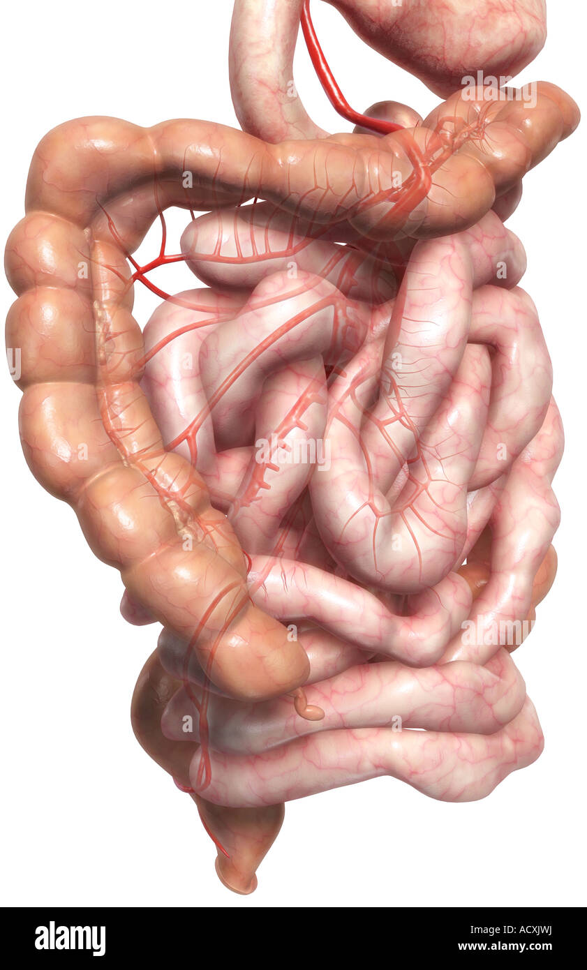 Superior mesenteric artery hi-res stock photography and images - Alamy