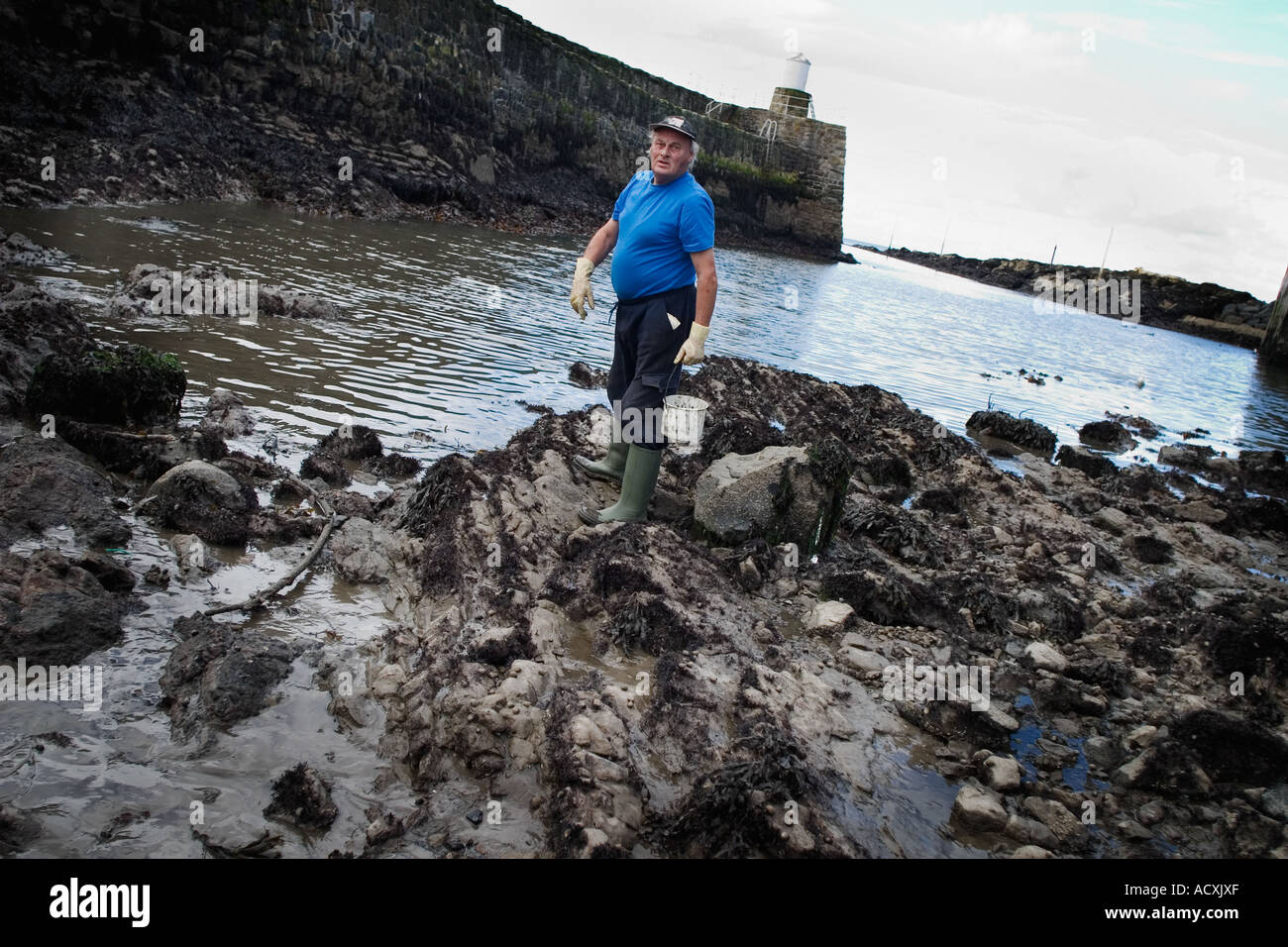 A retired fisherman picking clams at a harbor in Scotland Stock Photo ...