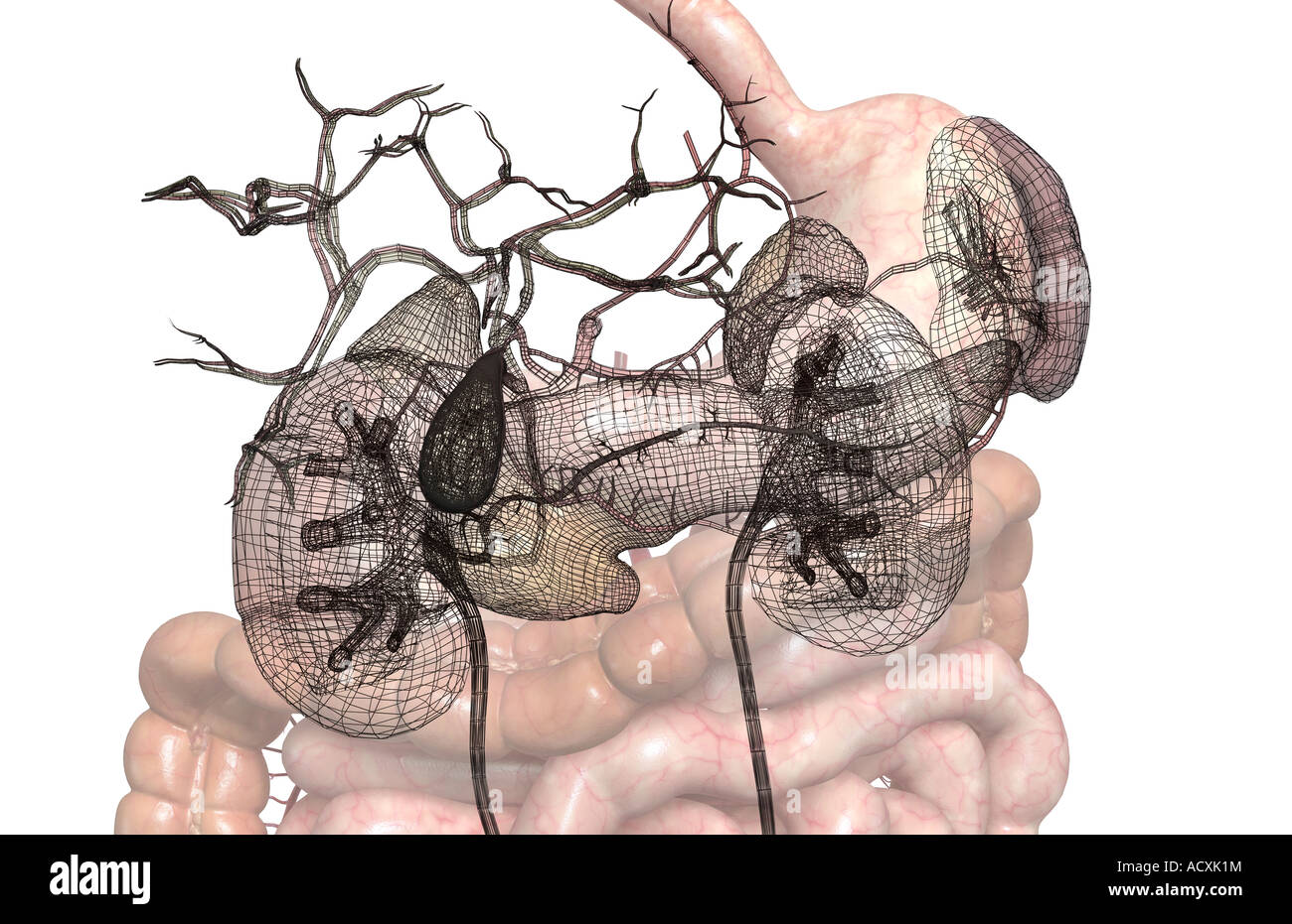 Accessory digestive organs Stock Photo - Alamy