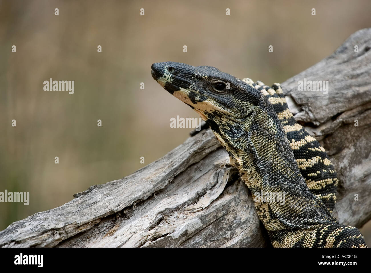 goanna lace monitor puts its arm up and rests nonchalantly on a log ...