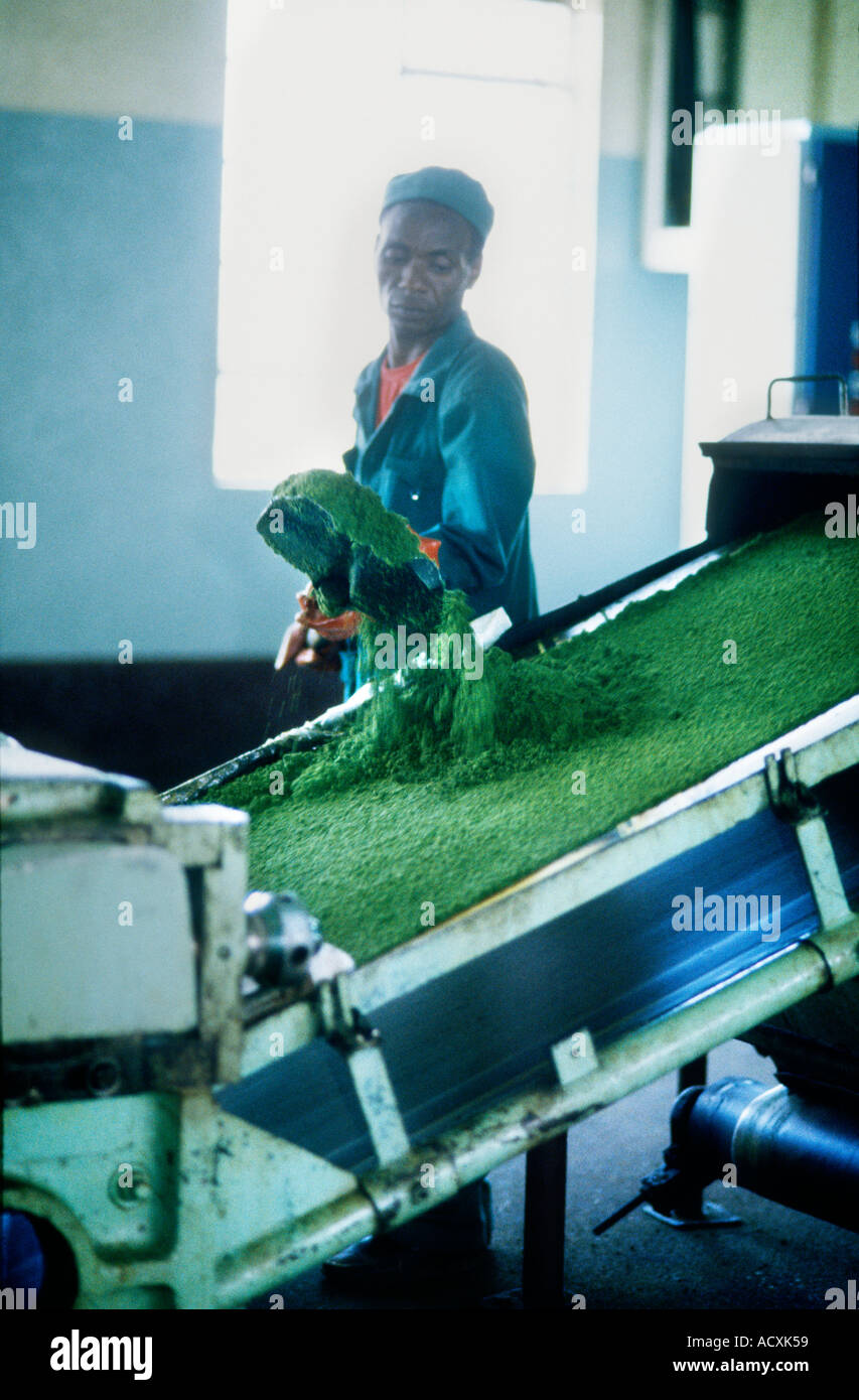 Tea manufacturing hi-res stock photography and images - Alamy