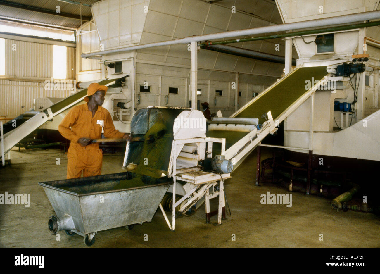 Mam shovelling in fully fermented tea from the Fermenting trollies onto ...