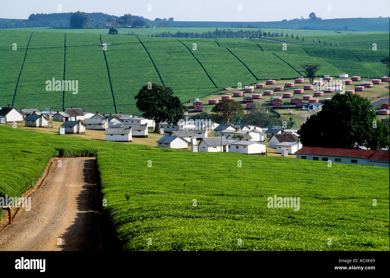 road to Tea Industry workers housing Kericho Kenya Stock Photo - Alamy