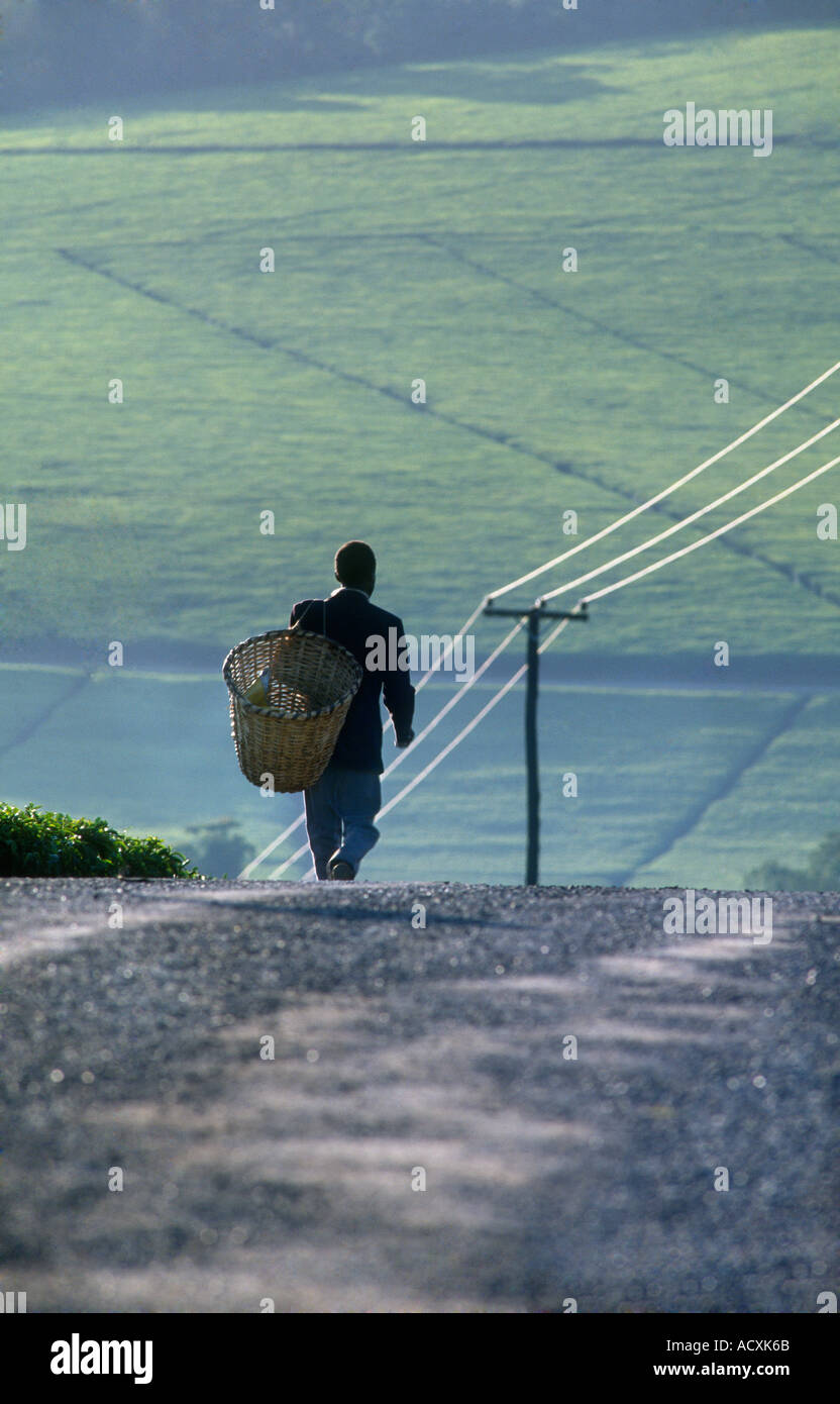 Man carrying basket on back hi-res stock photography and images - Alamy