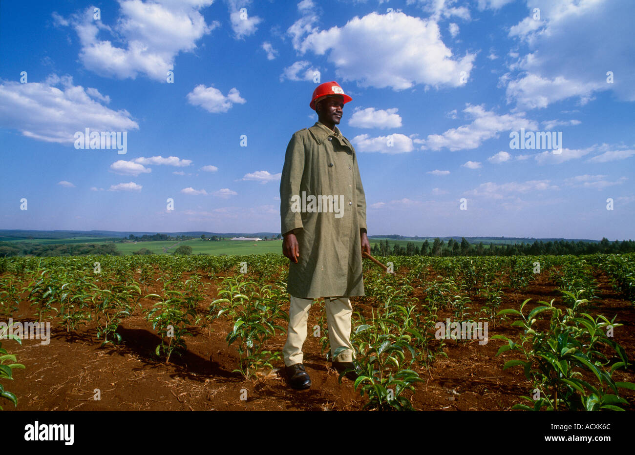 Guarding tea fields hi-res stock photography and images - Alamy