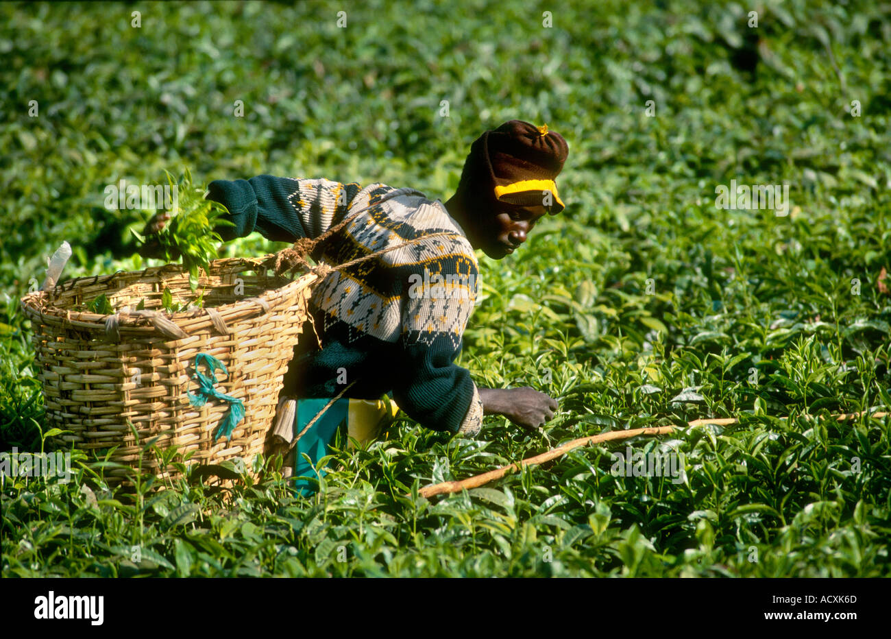 Tea picking, kenya hi-res stock photography and images - Alamy