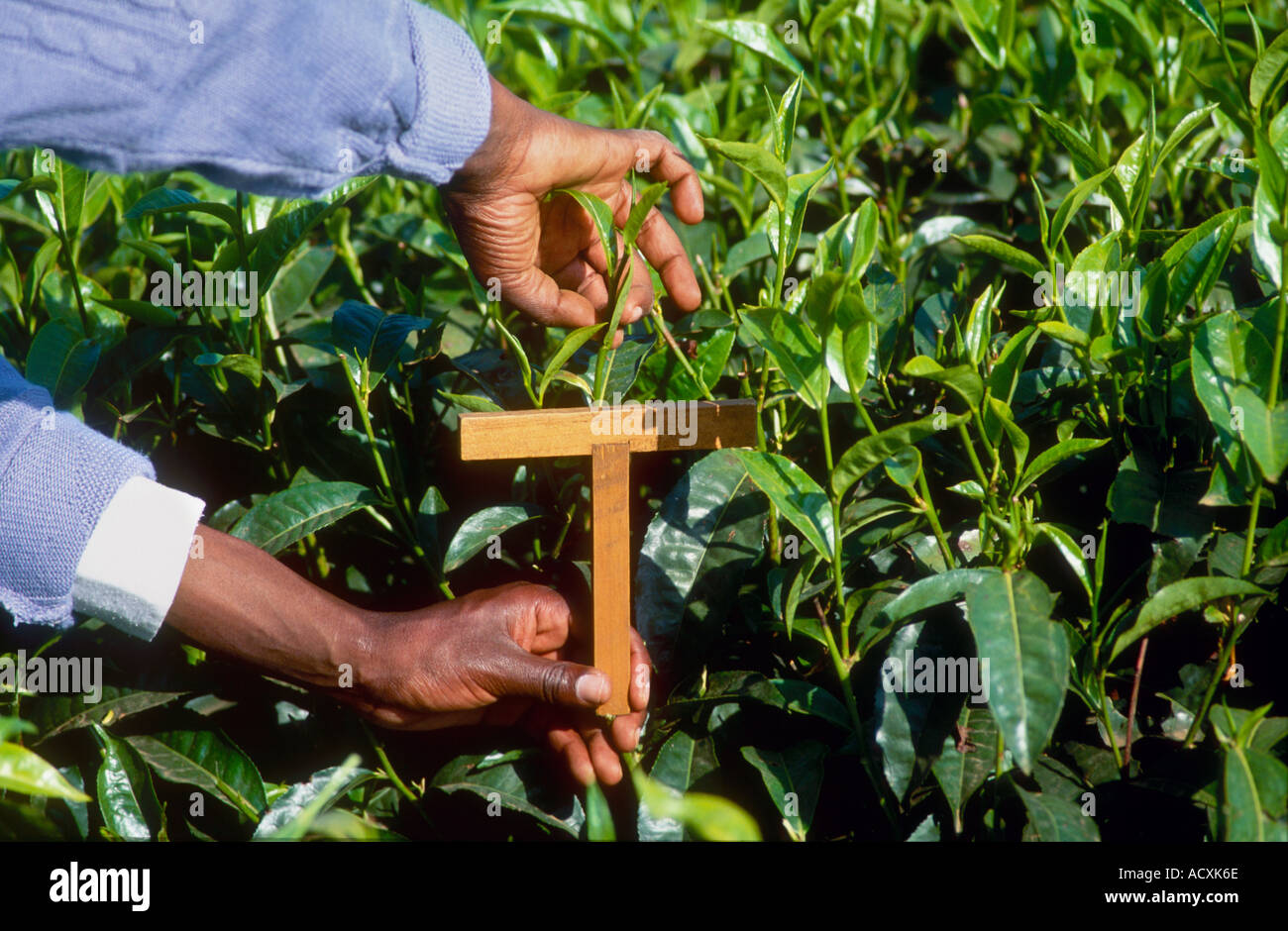 Close up Measuring the height of tea for plucking with a T shaped ...