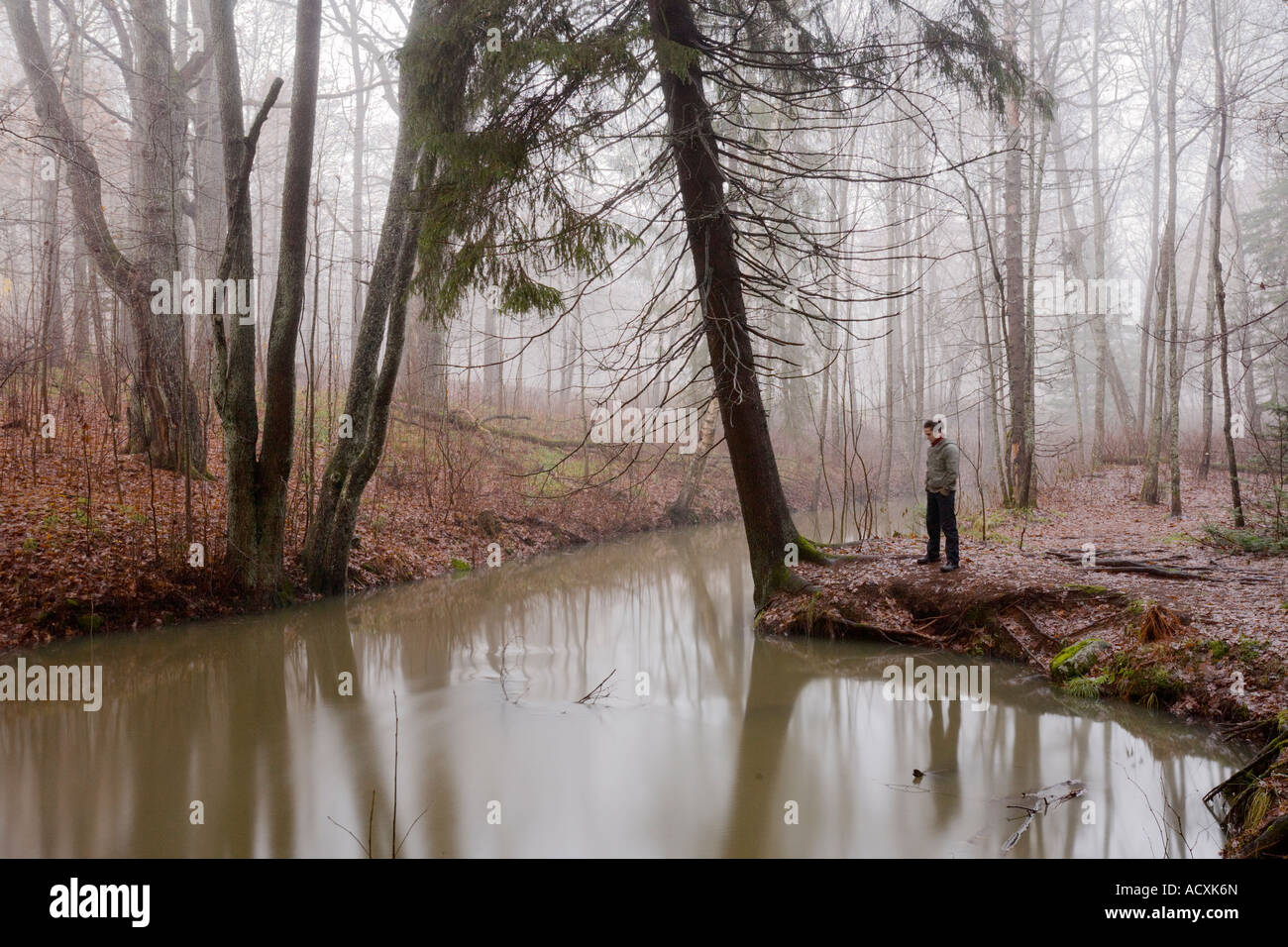 Person standing on the murky riverbank in a forest, Espoo, Finland ...