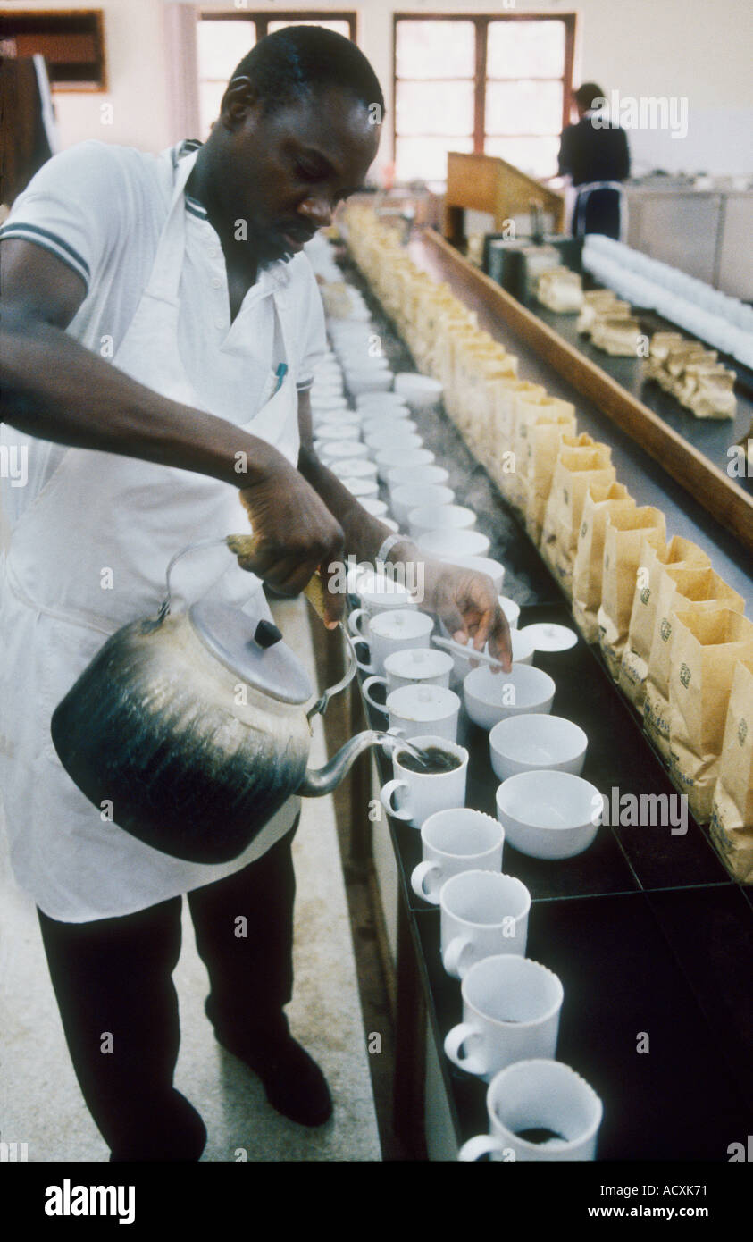Pouring hot water on rows of cups of tea ready for the tea tasting ...