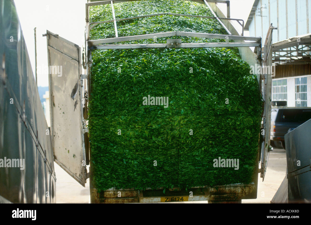 Truck off loading fresh tea from the mornings plucking to factory for ...
