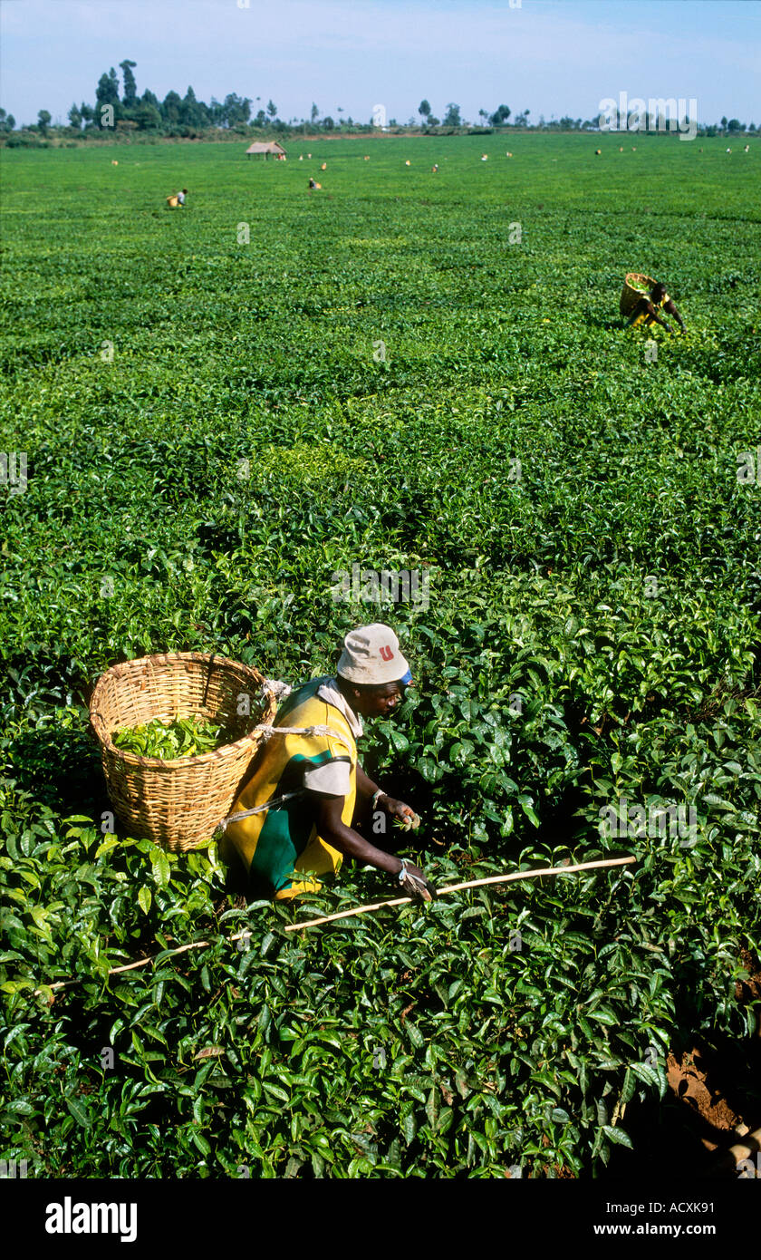Kericho Stock Photos & Kericho Stock Images - Alamy