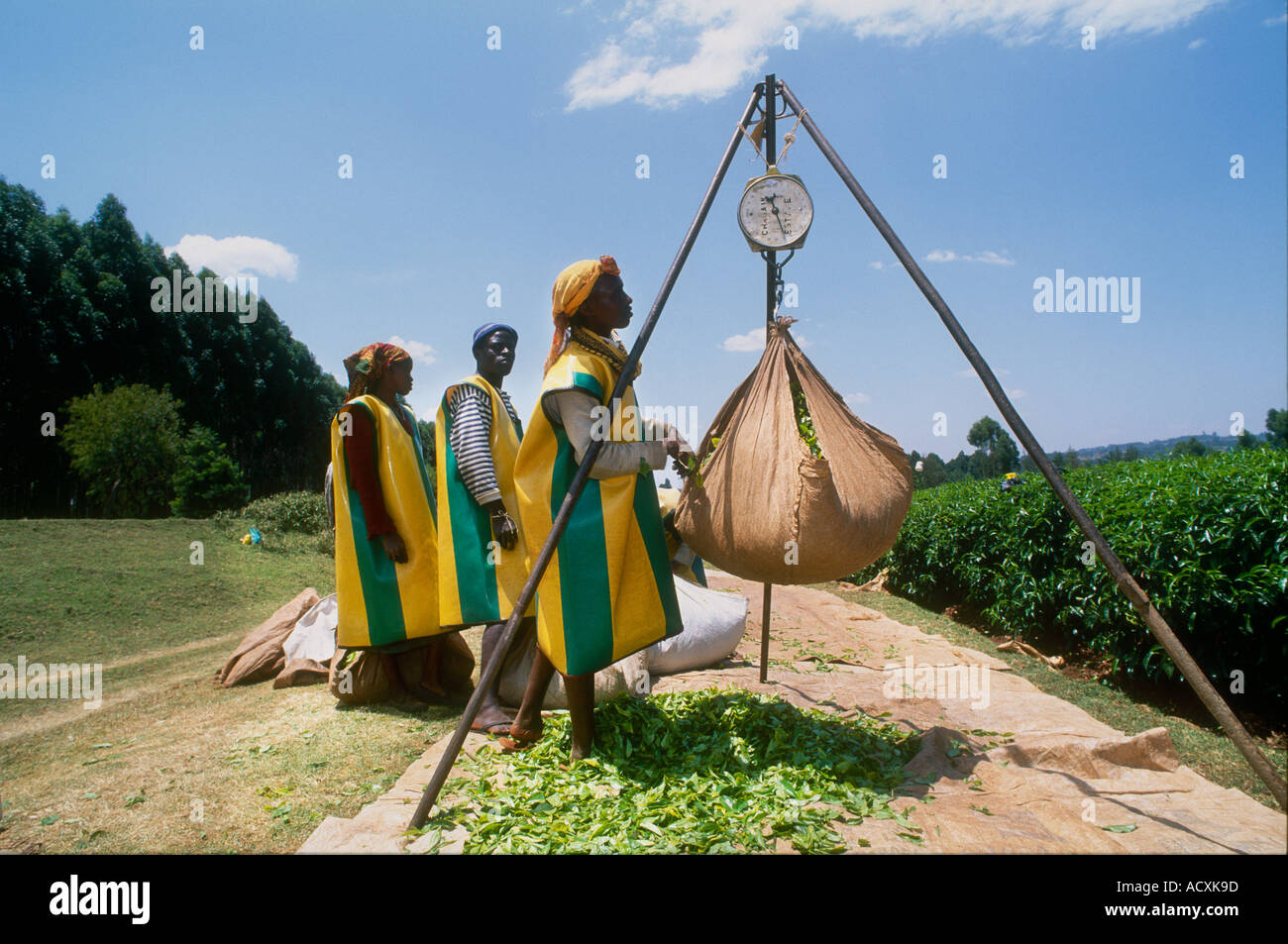 Weighing sacks of tea in the field Kericho Kenya Stock Photo - Alamy