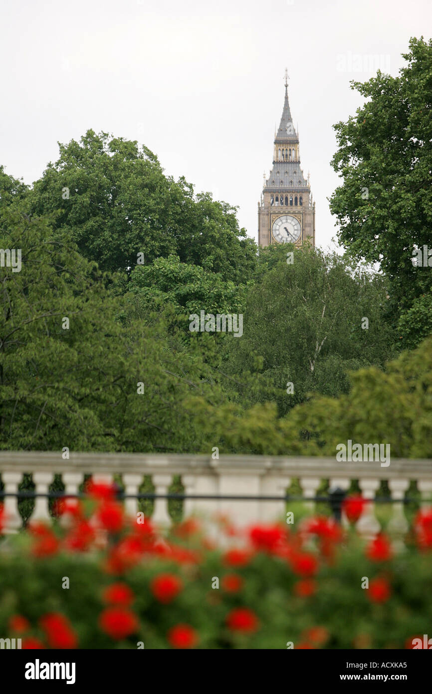 Tree green tower wood time clock watch parks in the summer summertime ...