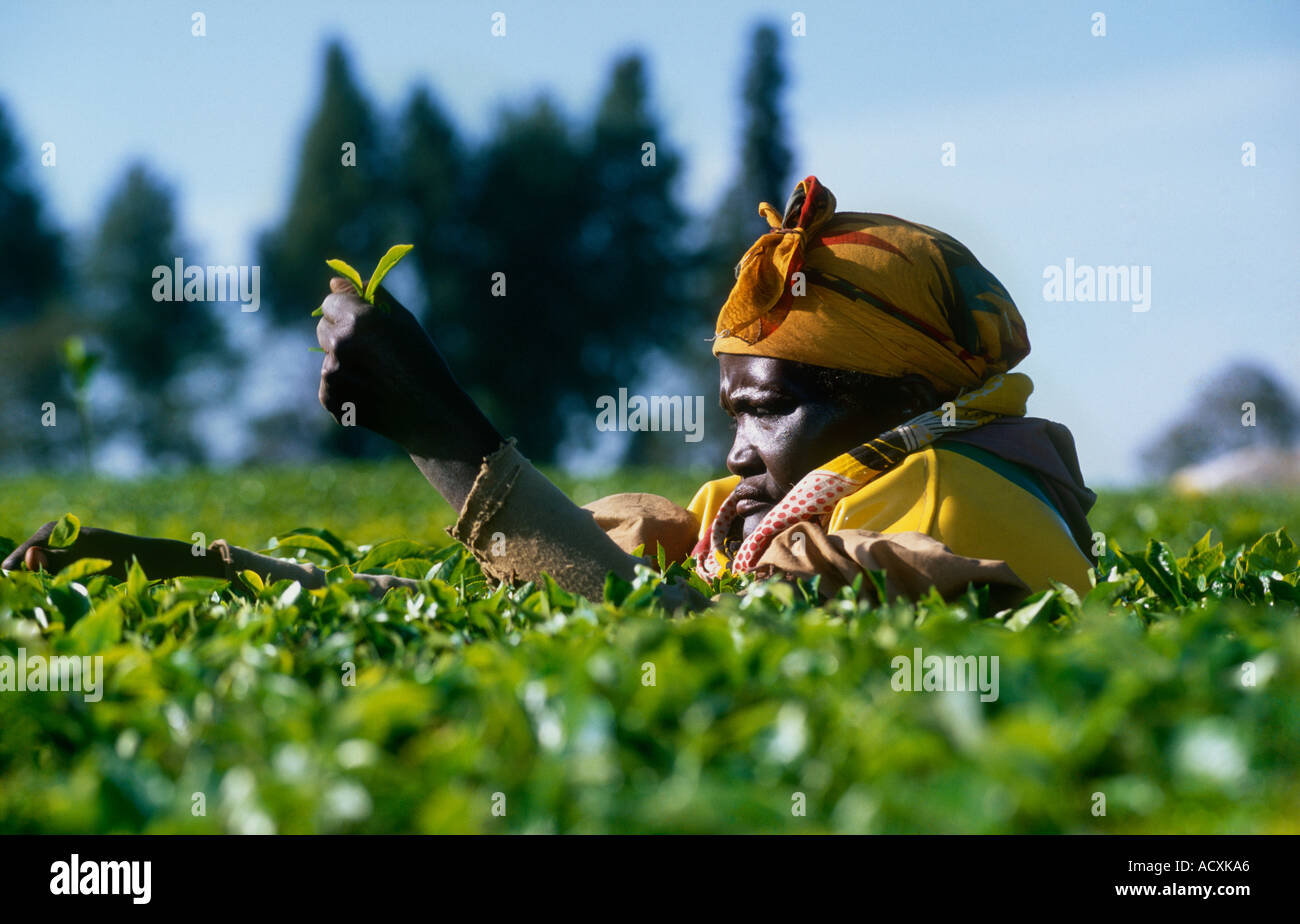 Kenya tea hi-res stock photography and images - Alamy
