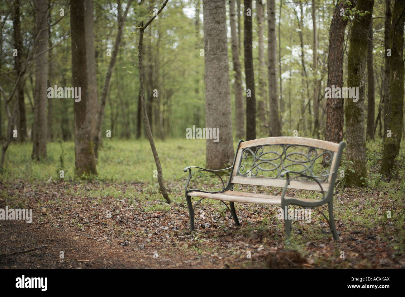 Open Bench in the Woods Stock Photo - Alamy