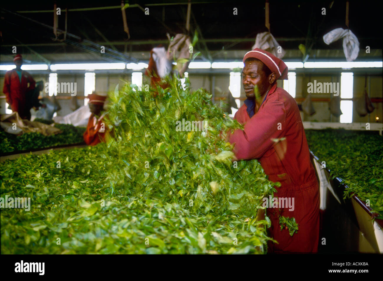 Withering tea hi-res stock photography and images - Alamy