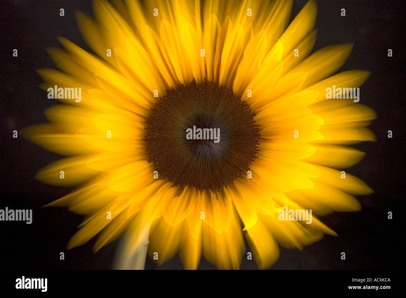 Sunflower with zoom blur effect Stock Photo - Alamy