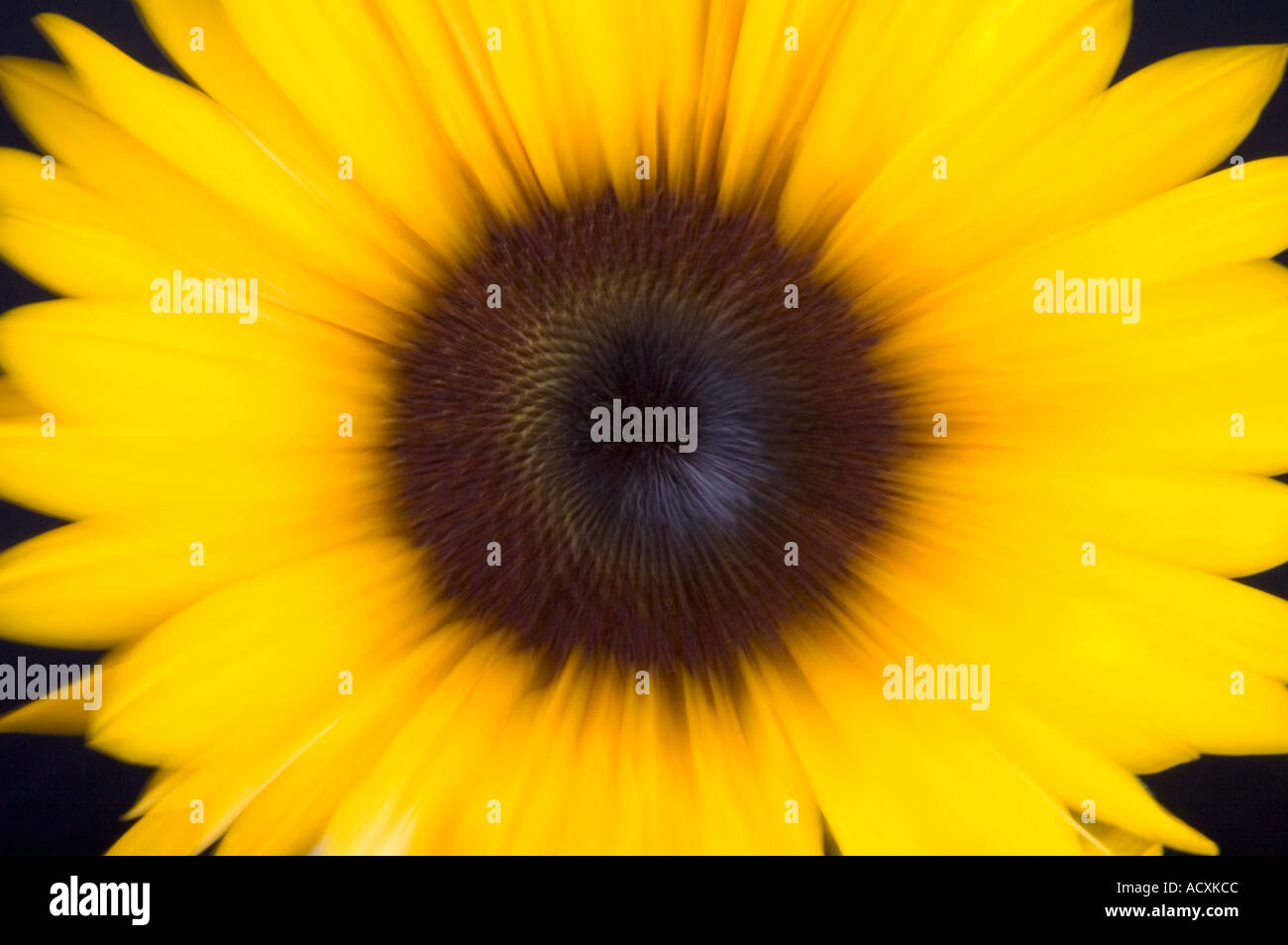 Sunflower close up with zoom blur effect Stock Photo - Alamy