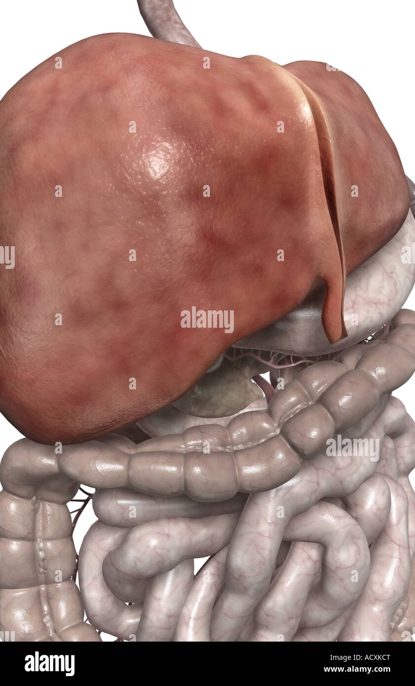 Side view human liver hi-res stock photography and images - Alamy