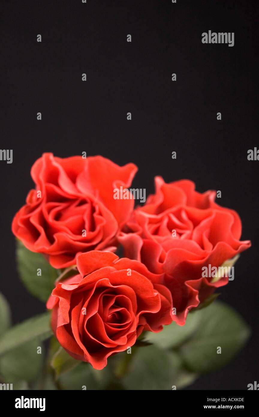 Three red roses Stock Photo - Alamy