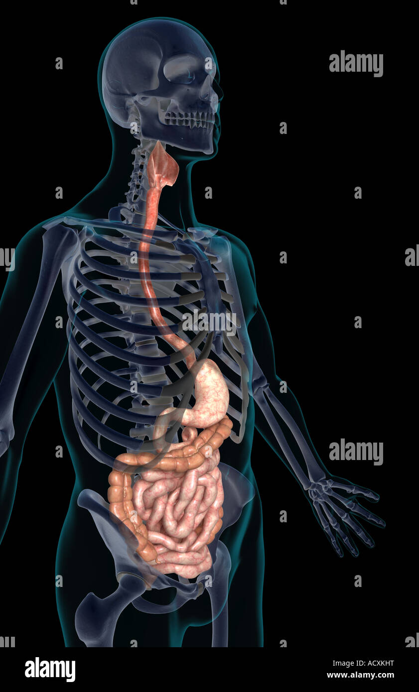 The digestive system Stock Photo - Alamy
