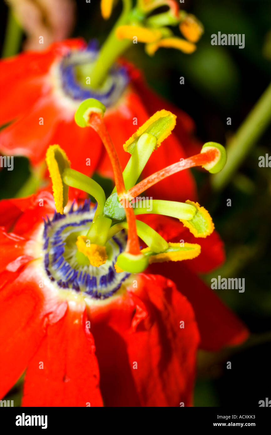 Flower of Curuba Amarga (Passiflora Tarminiana), Sachica, Boyacá ...