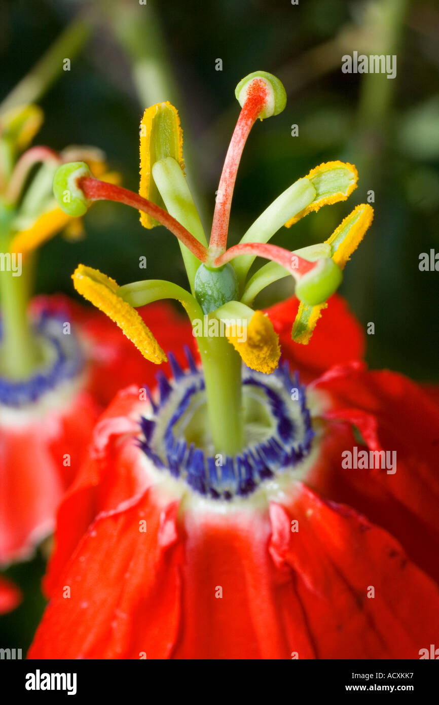 Flower of Curuba Amarga (Passiflora Tarminiana), Sachica, Boyacá ...
