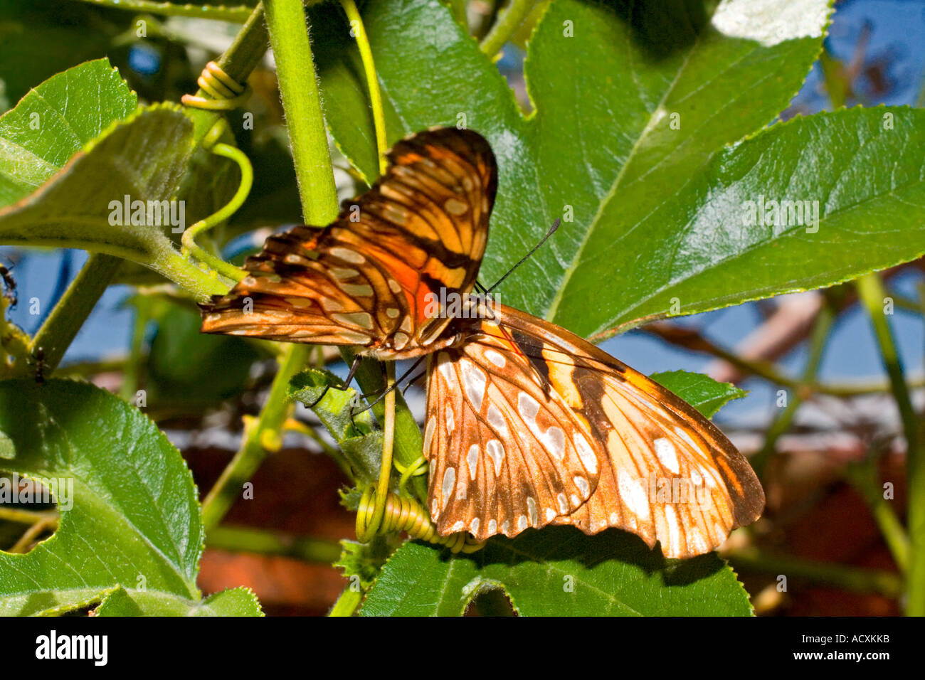 Reproducing wildlife hi-res stock photography and images - Alamy