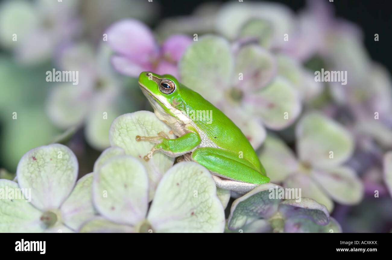 Dwarf tree frog hi-res stock photography and images - Alamy