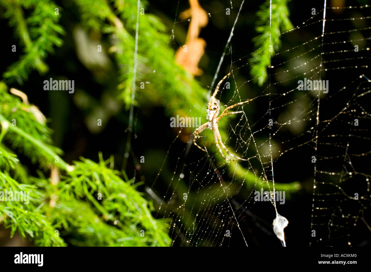 Spider (Argiope bruennichi) on its web, Sachica, Andes, Colombia, South ...