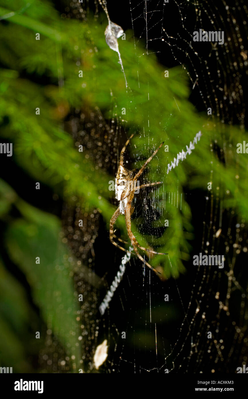 Spider (Argiope bruennichi) on its web, Sachica, Andes, Colombia, South ...