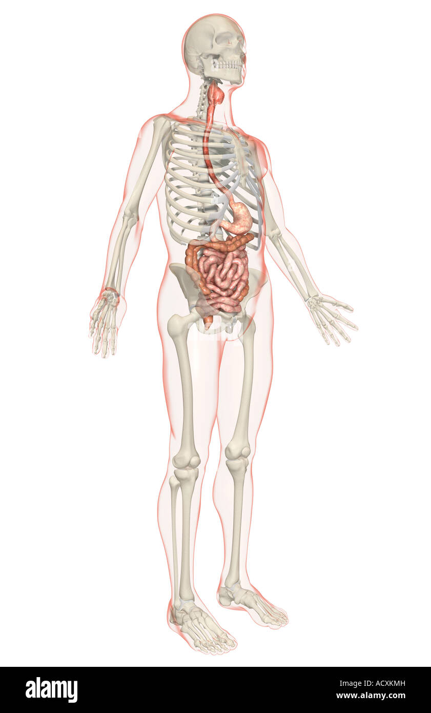 Side view the small intestine and the large intestine hi-res stock ...