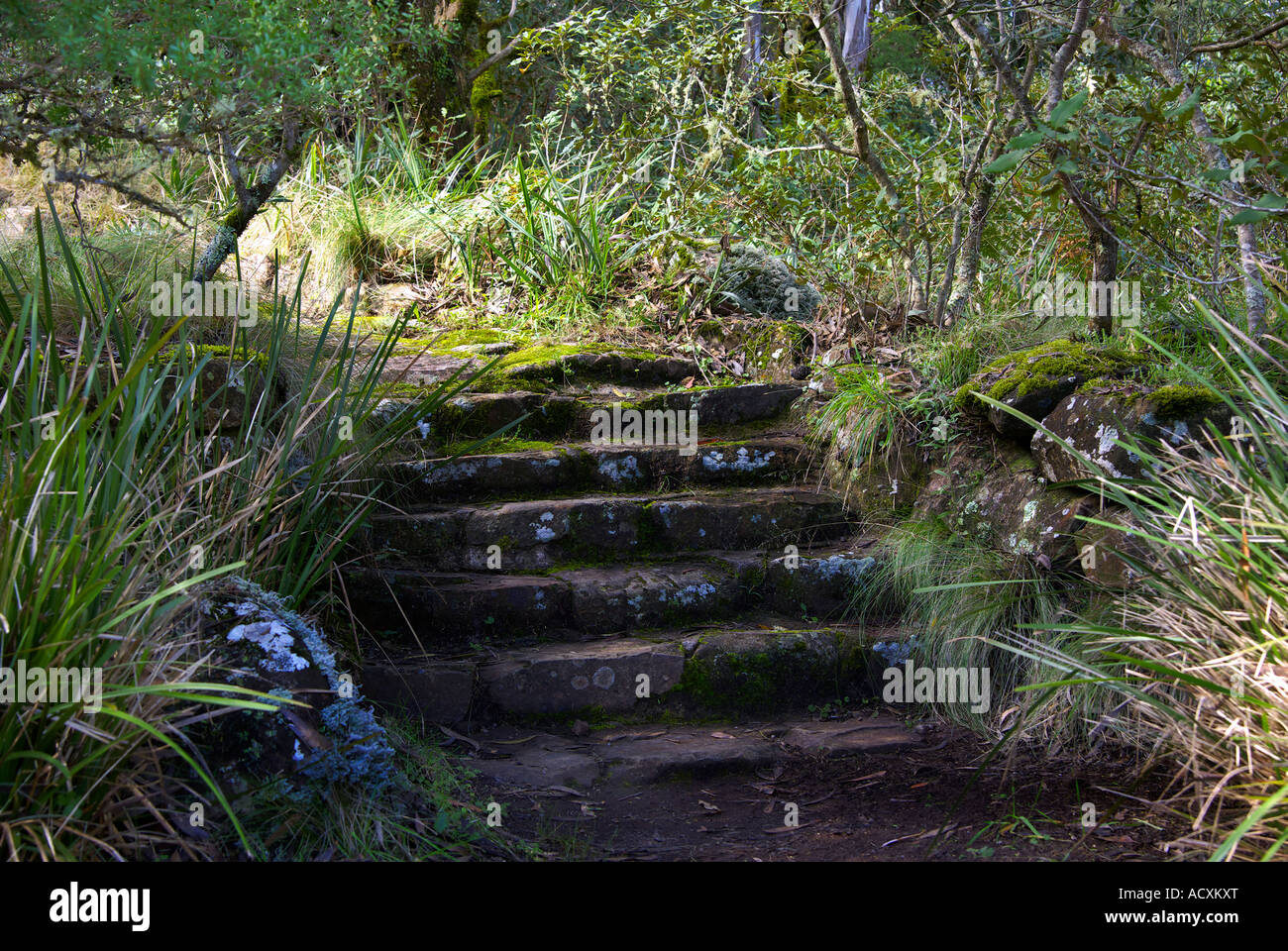 old steps lead up and away to an unknown destination in a natural ...